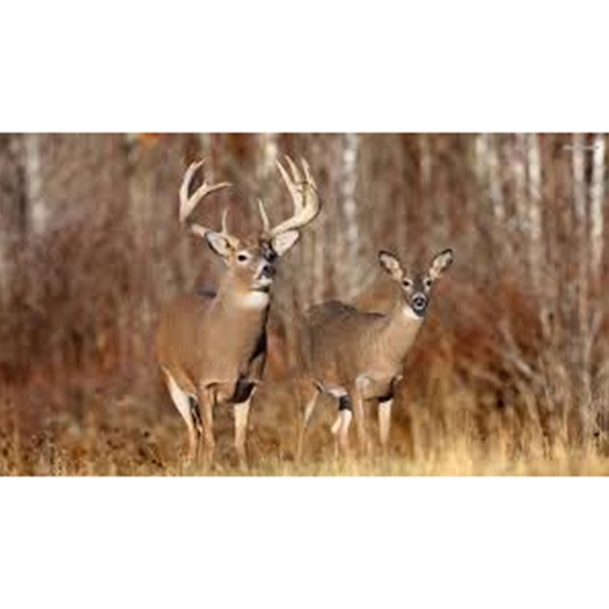 Briley Manufacturing, shotgun choke manufacturer and gunsmithing